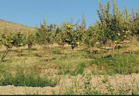 Yer maydoniga  ega uy soriladi