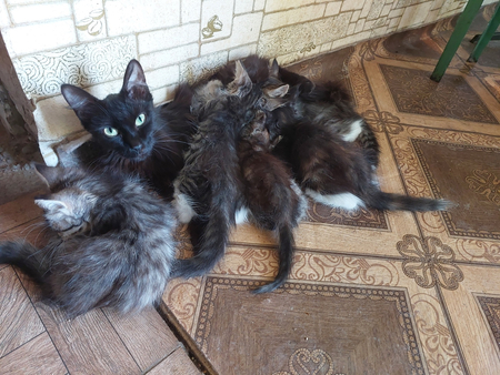 Отдам котят даром