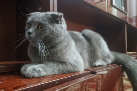 Мушук СКОТИШ ФОЛД. Сотилмайди факат вязкага.