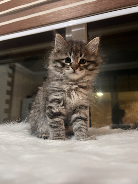 Котенок 2 месяца мальчик