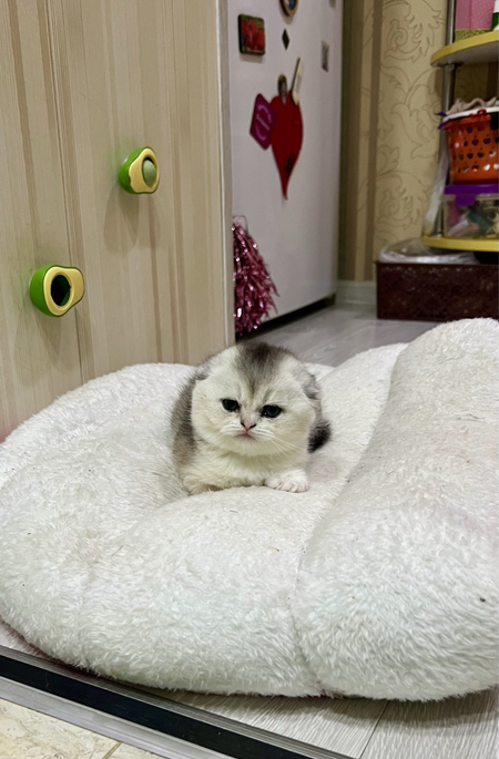 Шотланский Фолд! Шиншилла Серебро!