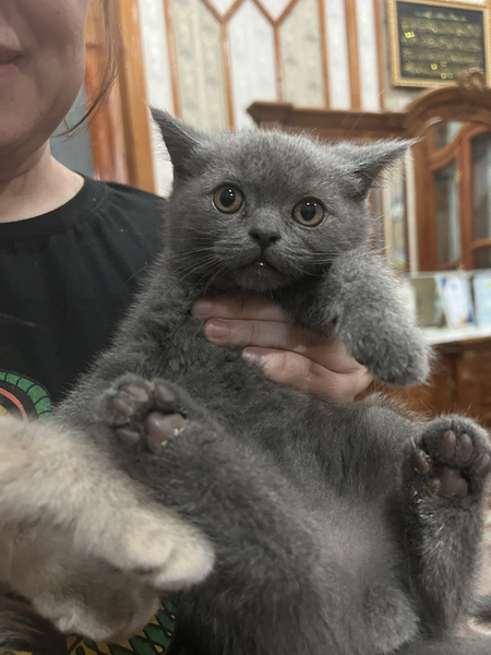Продаются котята