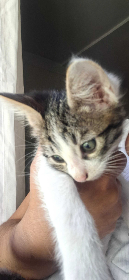 Отдам котят в добрые руки