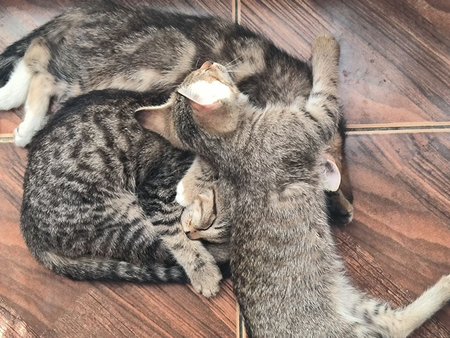 Отдам в хорошие руки котят