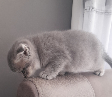 Ажойиб  мушукчалар