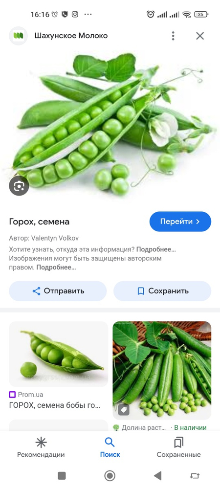 Горох зелёный , Yashil no'xot