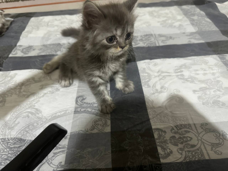Шотландский вислоухий скоттиш страйт девочка