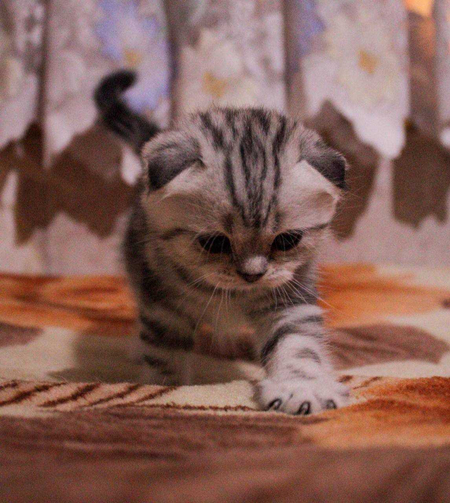 Продаются котята вислоухие