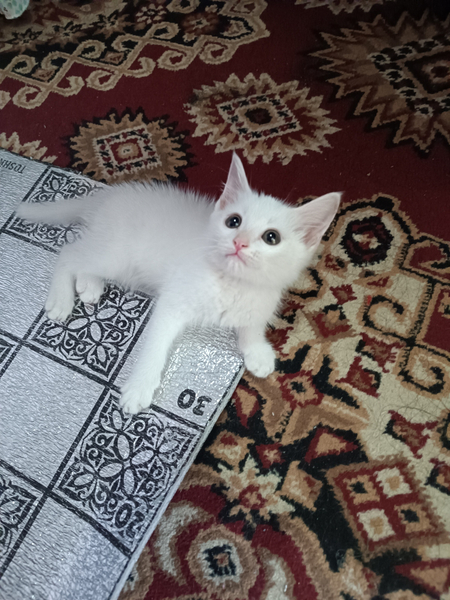 Ajoyib oppoq mushuk