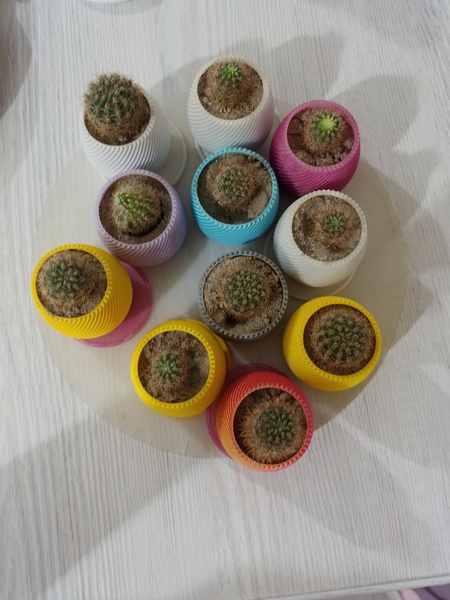 Кактусики мини Cactus