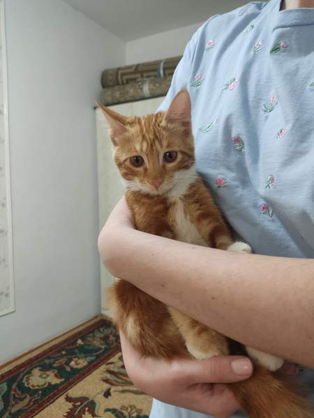Пристраивается котенок в ответственные руки