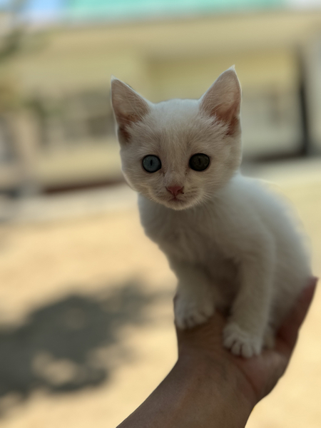 Mushuk bolasi sotiladi