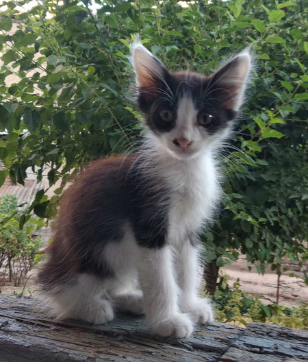 Симпатичный котенок (мальчик) ищет дом