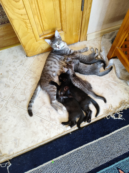 Отдам в хорошие руки котят.