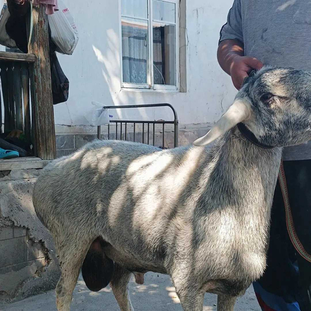 Qóchqorla sotiladi