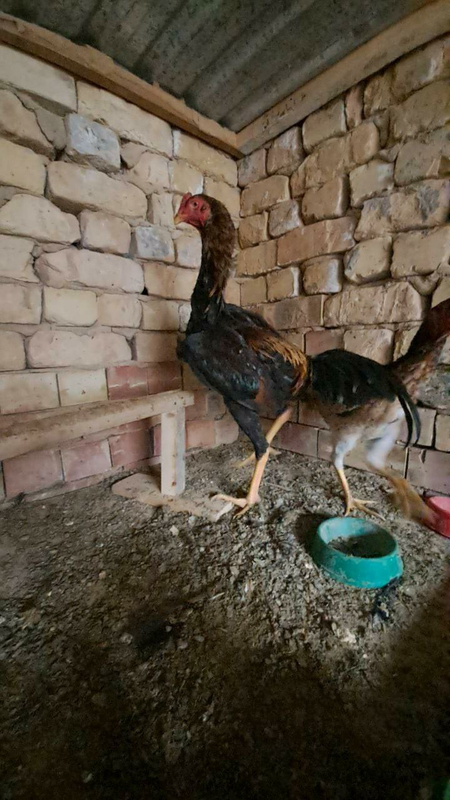 Dakan xoʻroz sotiladi