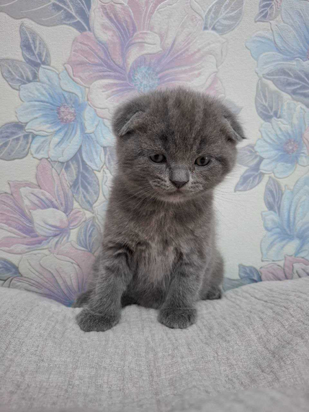 Продаются Шотландские котята