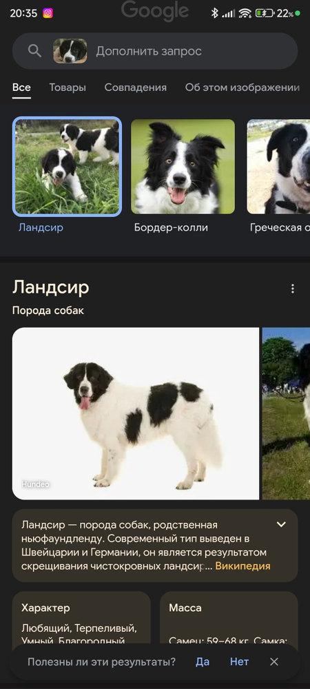 Отдам щенка ландсир