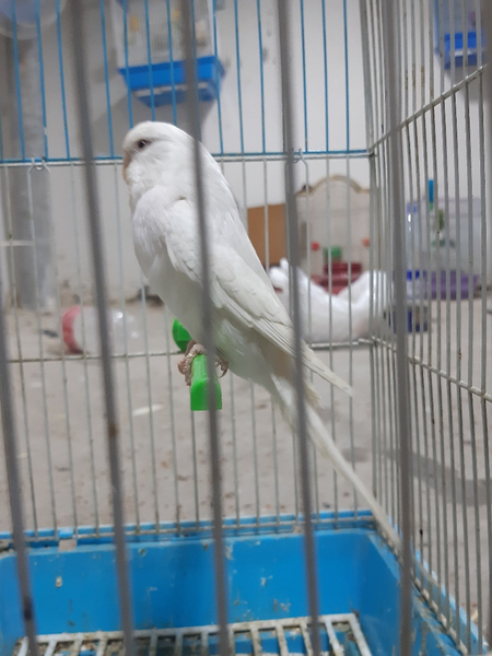 Albinos tayyor moda