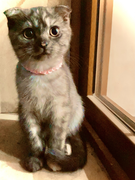 Кошка девочка 5 месяцев