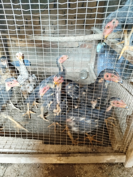 Dakan karis+turk jo\\\'jala sotiladi