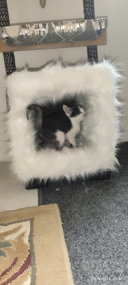 Домик для кошки новый