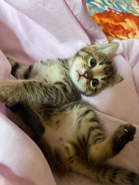 Отдам котят в хорошие руки