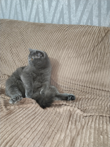 Передержка животных