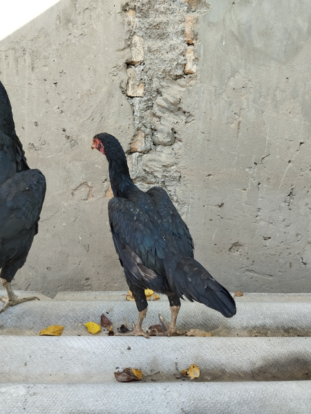 Ganoya karis makiyon 1 tule boladi 8 oyli boʻladi