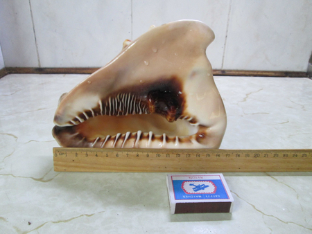 Большая морская раковина из Карибского моря