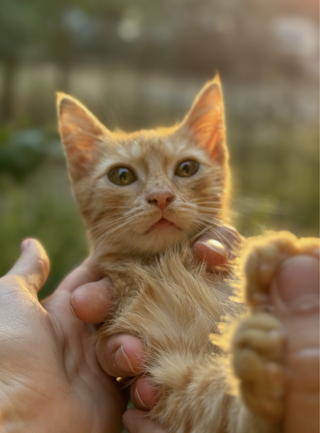 Рыжий котенок в добрые руки