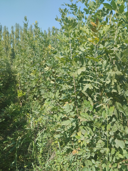 Manzarali koʻchat yasin