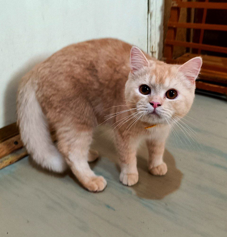 Шотландский котёнок 4 мес. мальчик