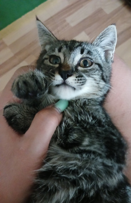 Котёнок, серый красавец, мальчик 4 мес, лоток знает, игривый