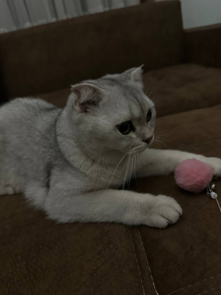 Shinchilla toza oqro