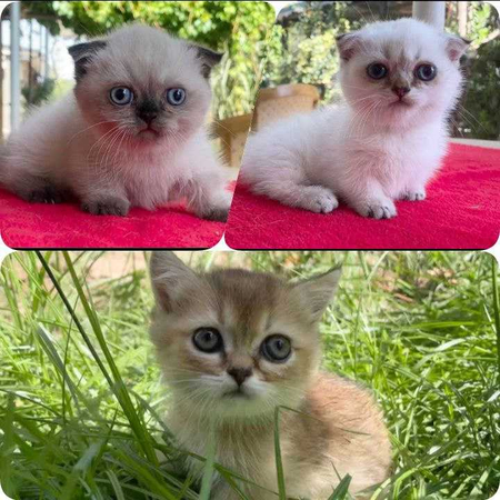 Шикарные Котята породы манчкин