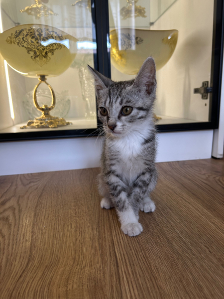 Котенок в ответственные руки