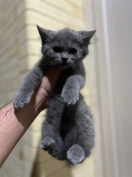 Продойотся чистокровние котята страйт