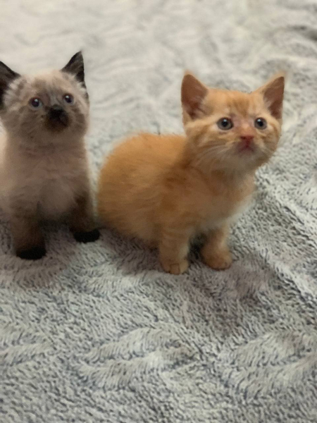 Котята Скотиш Страйт