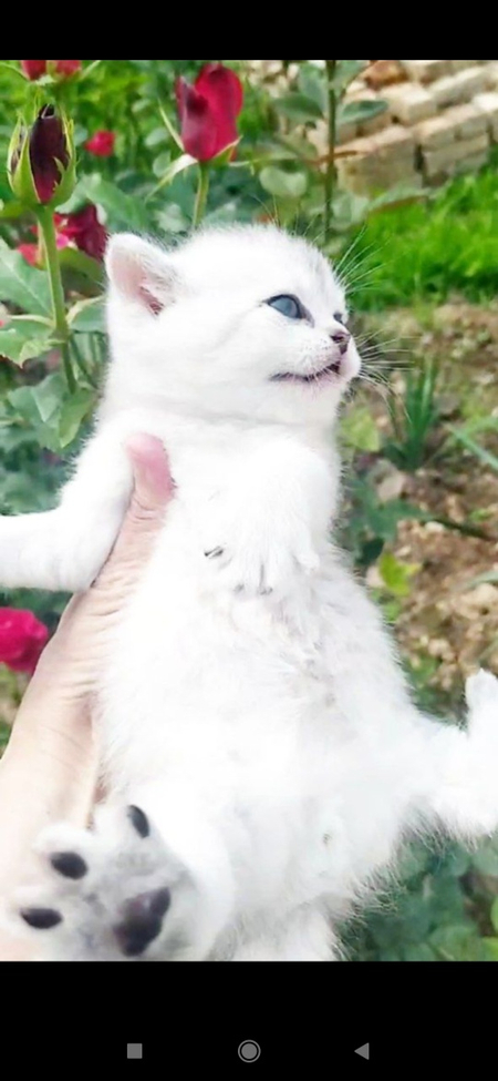 Серебристый шиншила У́ґил