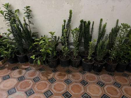 Turkiya shamshodlari, Litsidum bor abyom