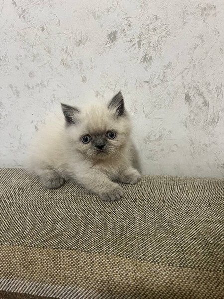 Продается котята