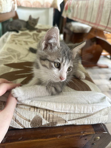 Отдам котят в добрый руки, с ненавязчивым отслеживпнием судьбы.