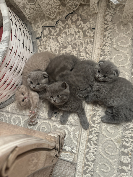 Чистокровные котята 100%