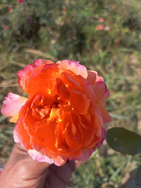 Atirgul ko'chatlari bor