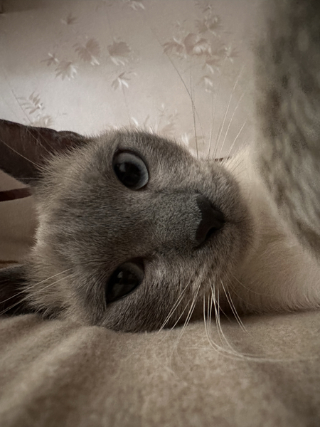Сиамская кошка, котёнок, кошка