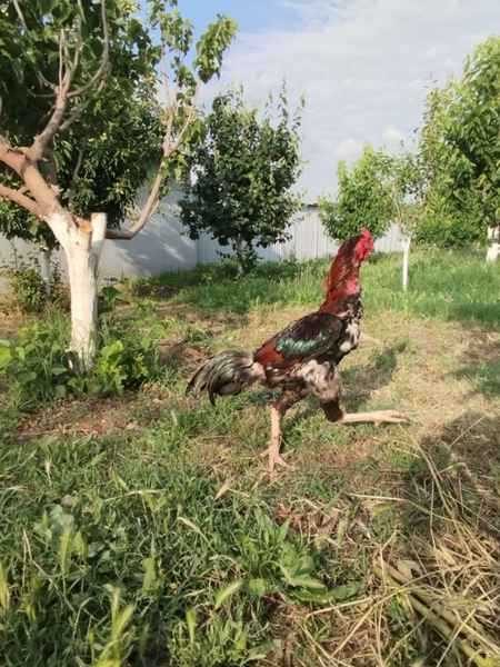 Dakan sotiladi toza zot tojikistondan privaznoy kegan