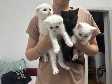 Котята Веслоухие Страйт Чистокровные