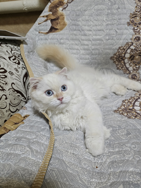 Скотиш фолд,вислоухий котенок