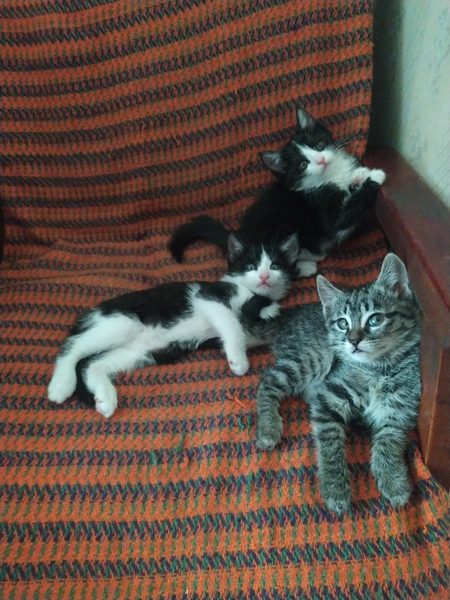 Котята 1,5 месяца